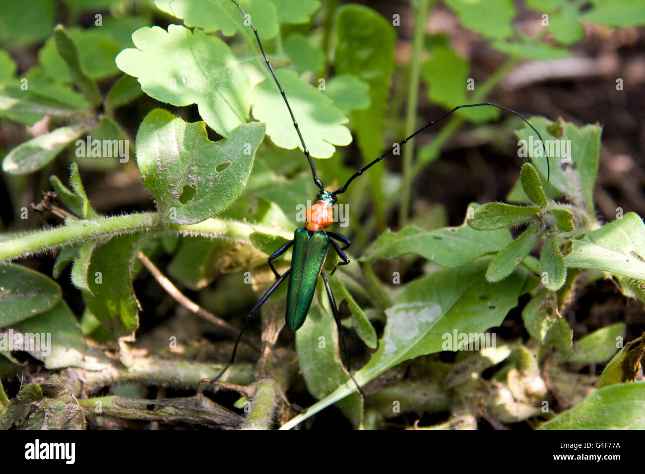 Beautiful Beetles