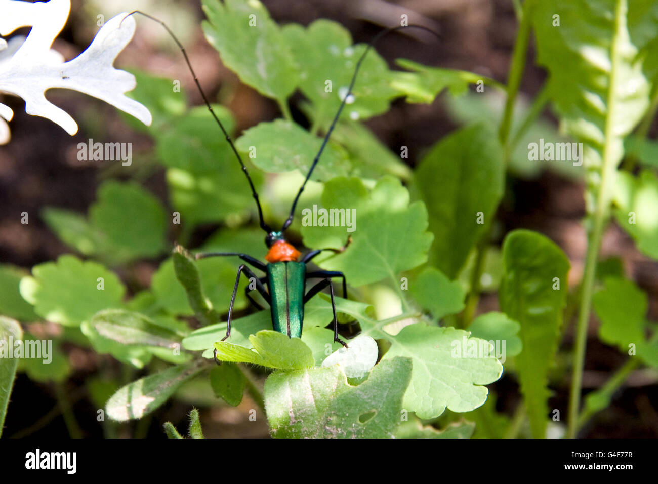 Beetle Foot High Resolution Stock Photography and Images - Alamy