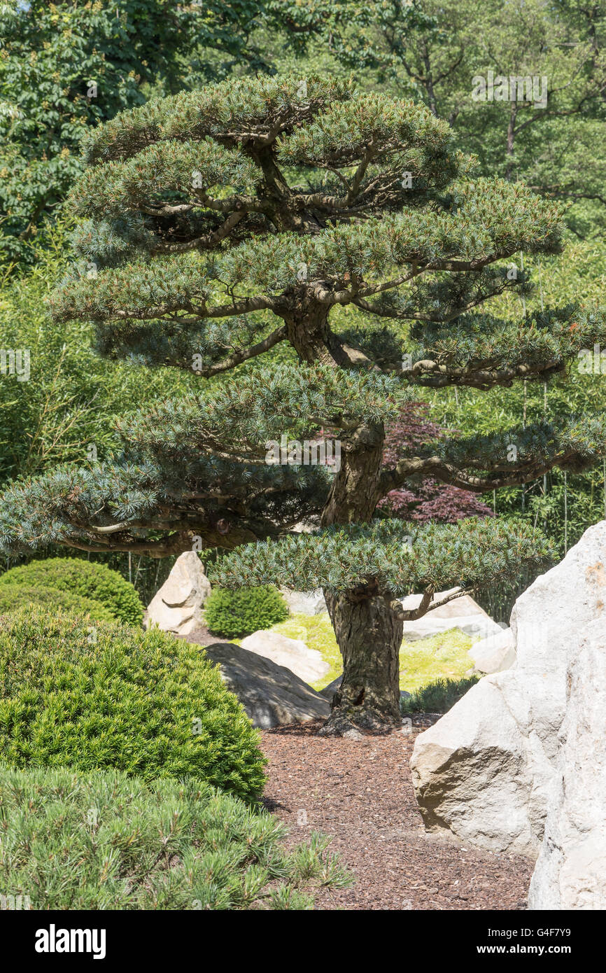 Closeup view of the shaped pine tree in the Japanese garden. Vertically ...