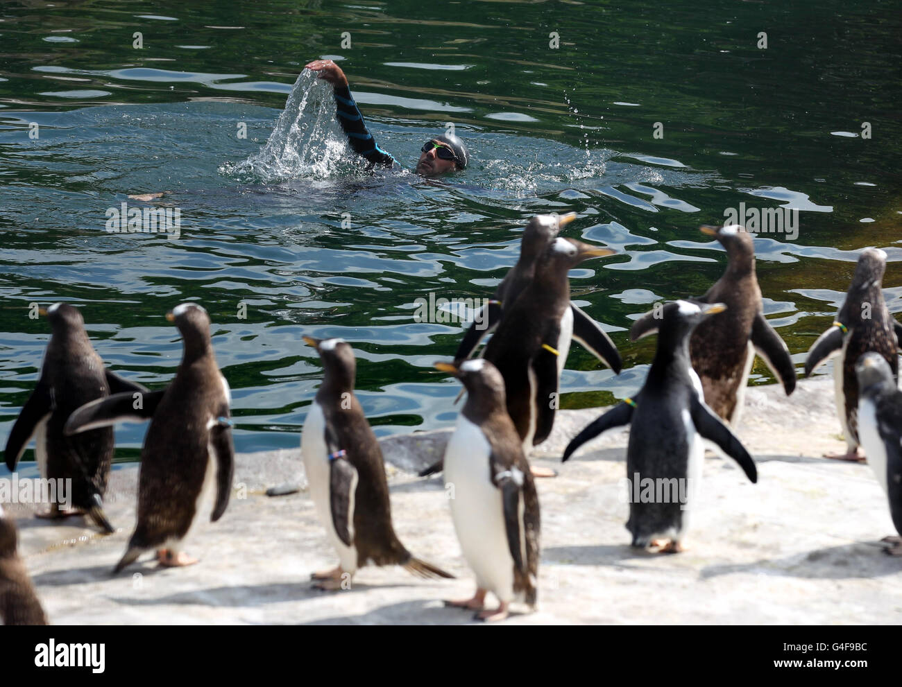Penguins at Edinburgh Zoo Stock Photo - Alamy