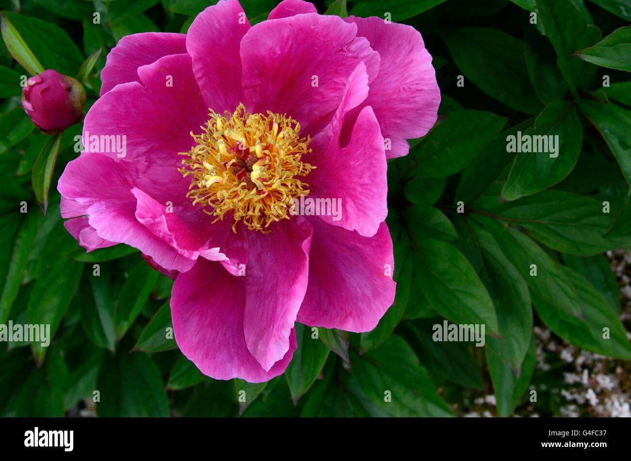 Peony garden hi-res stock photography and images - Alamy
