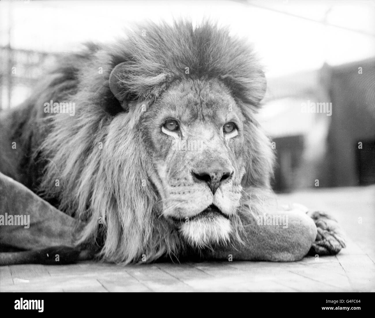 Rota the Lion, which was presented to Sir Winston Churchill in 1943 ...
