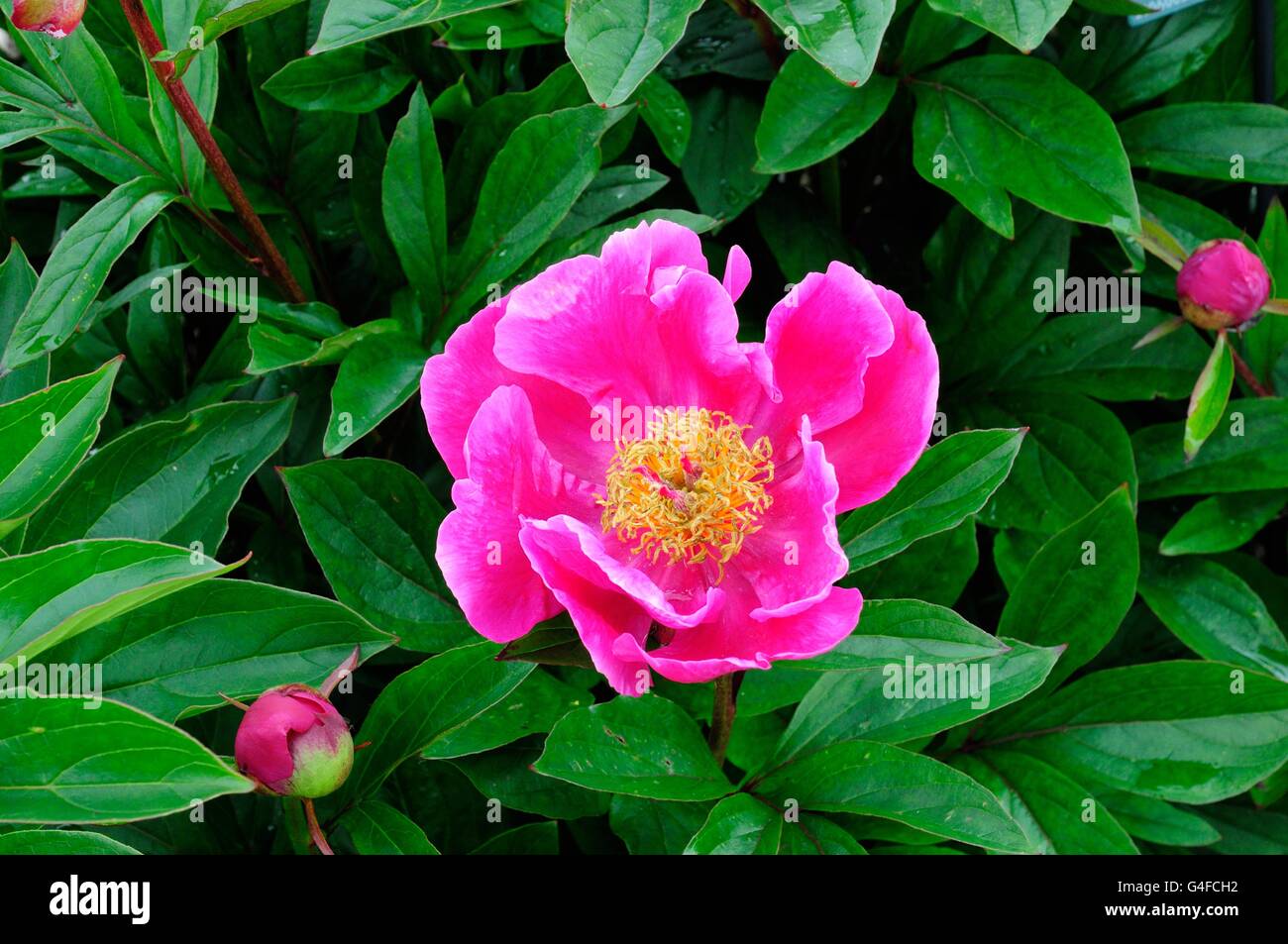 Peony garden hi-res stock photography and images - Alamy
