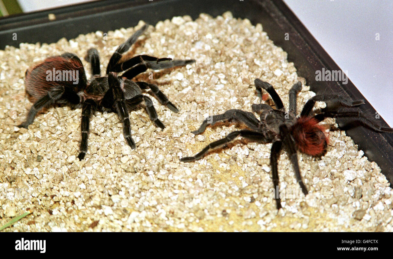 Mating time for "Octavia" (left), a rare Mexican red rumped spider that ...