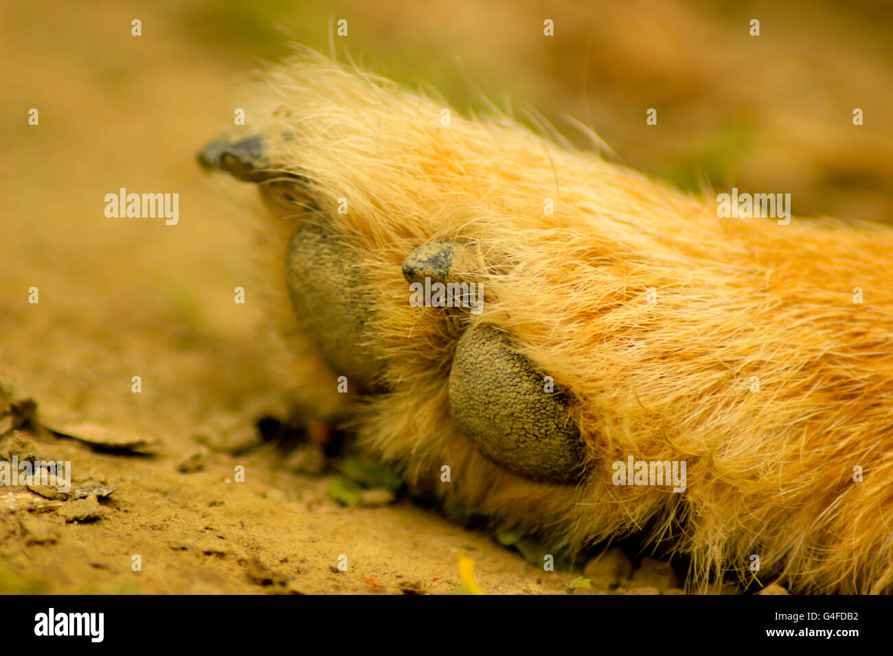 Close-up picture of dog paw Stock Photo - Alamy