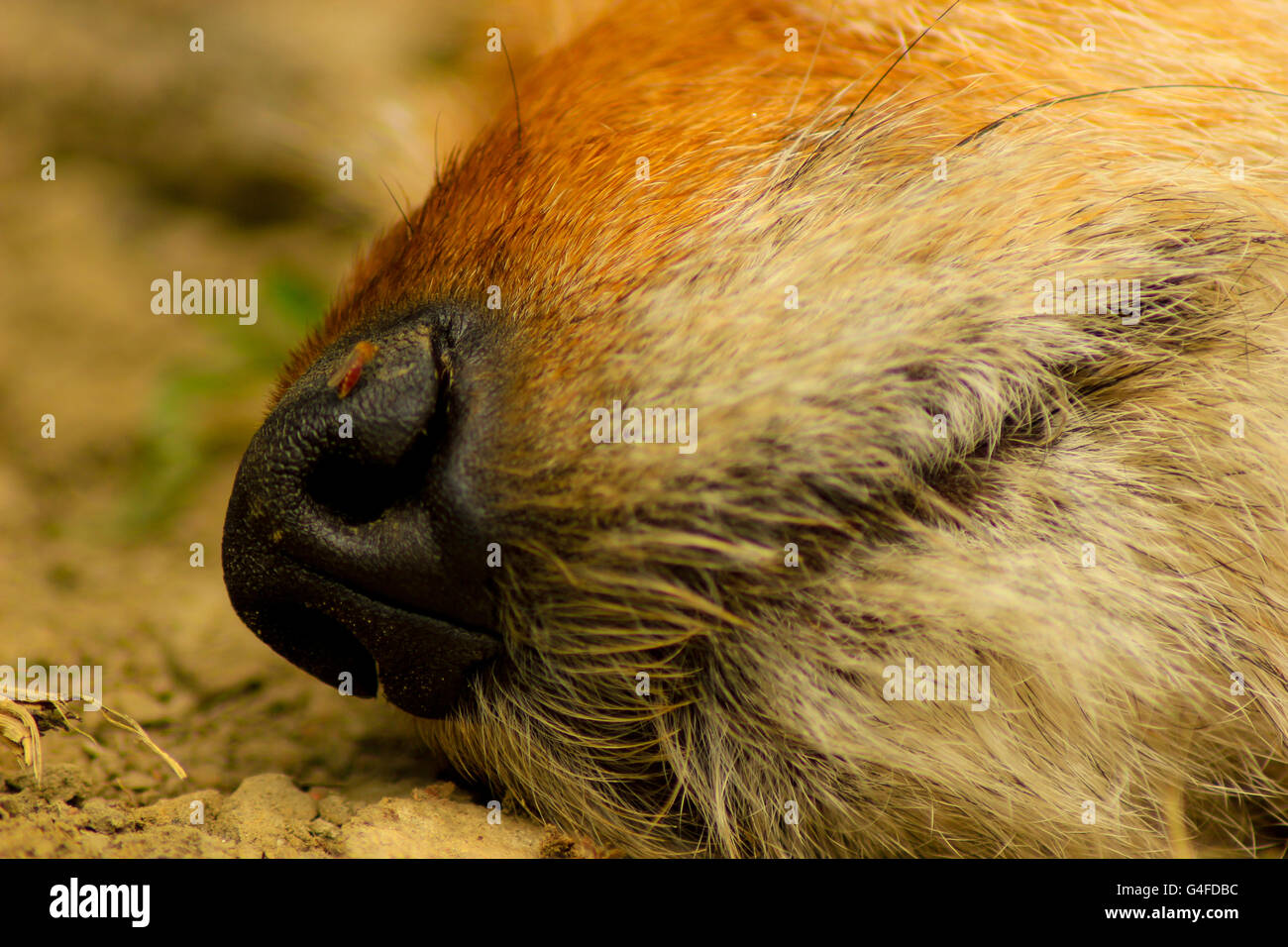 Close up view of dog nose Stock Photo - Alamy