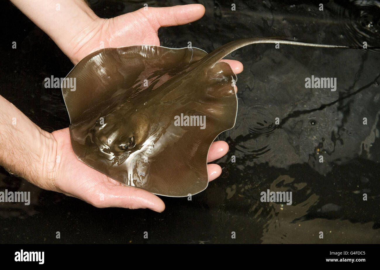 Baby stingray hi-res stock photography and images - Alamy