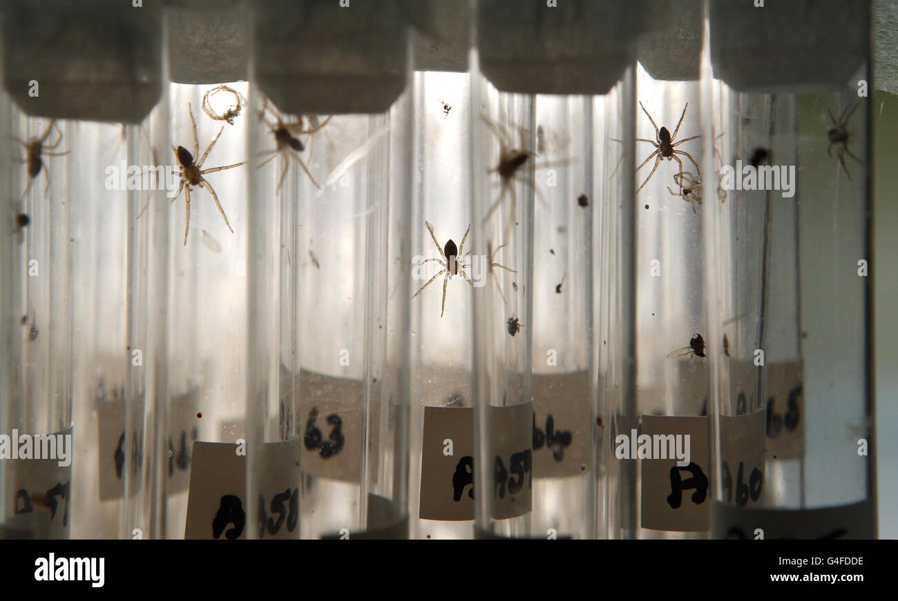 Some of the 400 baby Fen Raft spiders - one of the UK's rarest species ...