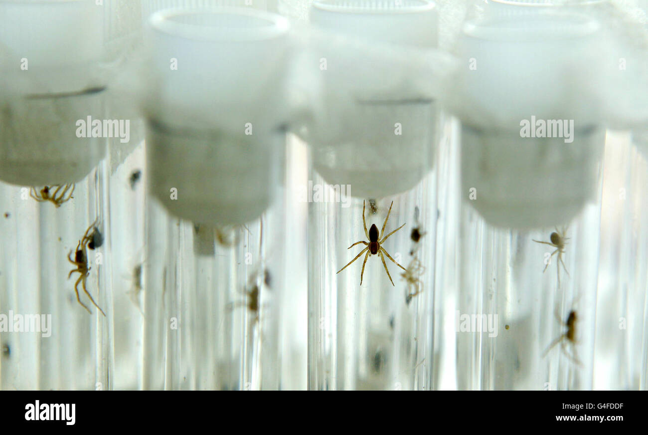 Rare spiders reared at Chester Zoo Stock Photo - Alamy