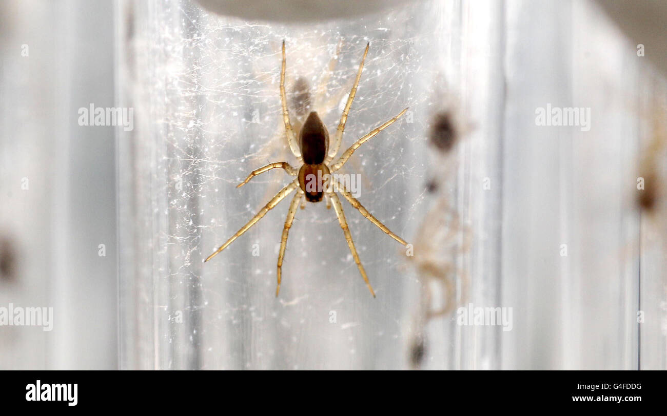 Some of the 400 baby Fen Raft spiders - one of the UK's rarest species ...