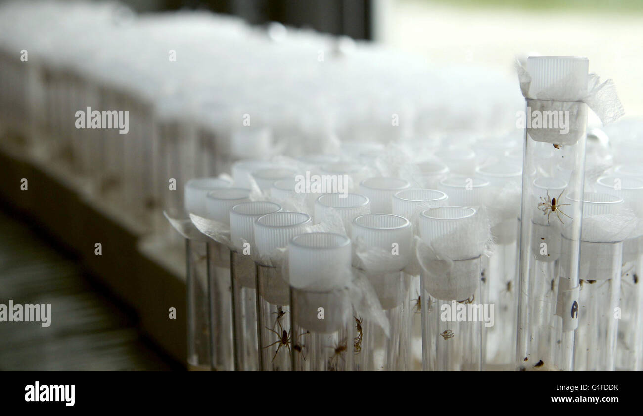 Some of the 400 baby Fen Raft spiders - one of the UK's rarest species ...