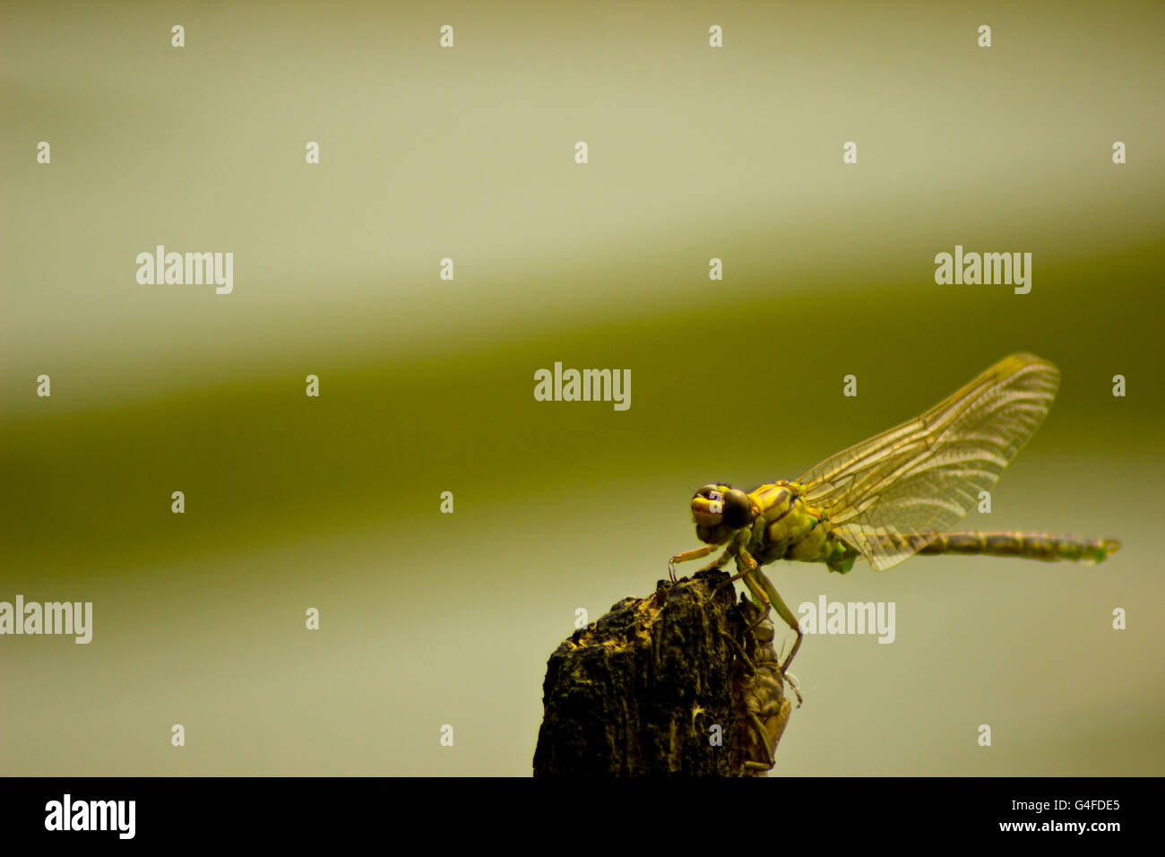 Close up images of a Green Dragonfly Stock Photo - Alamy