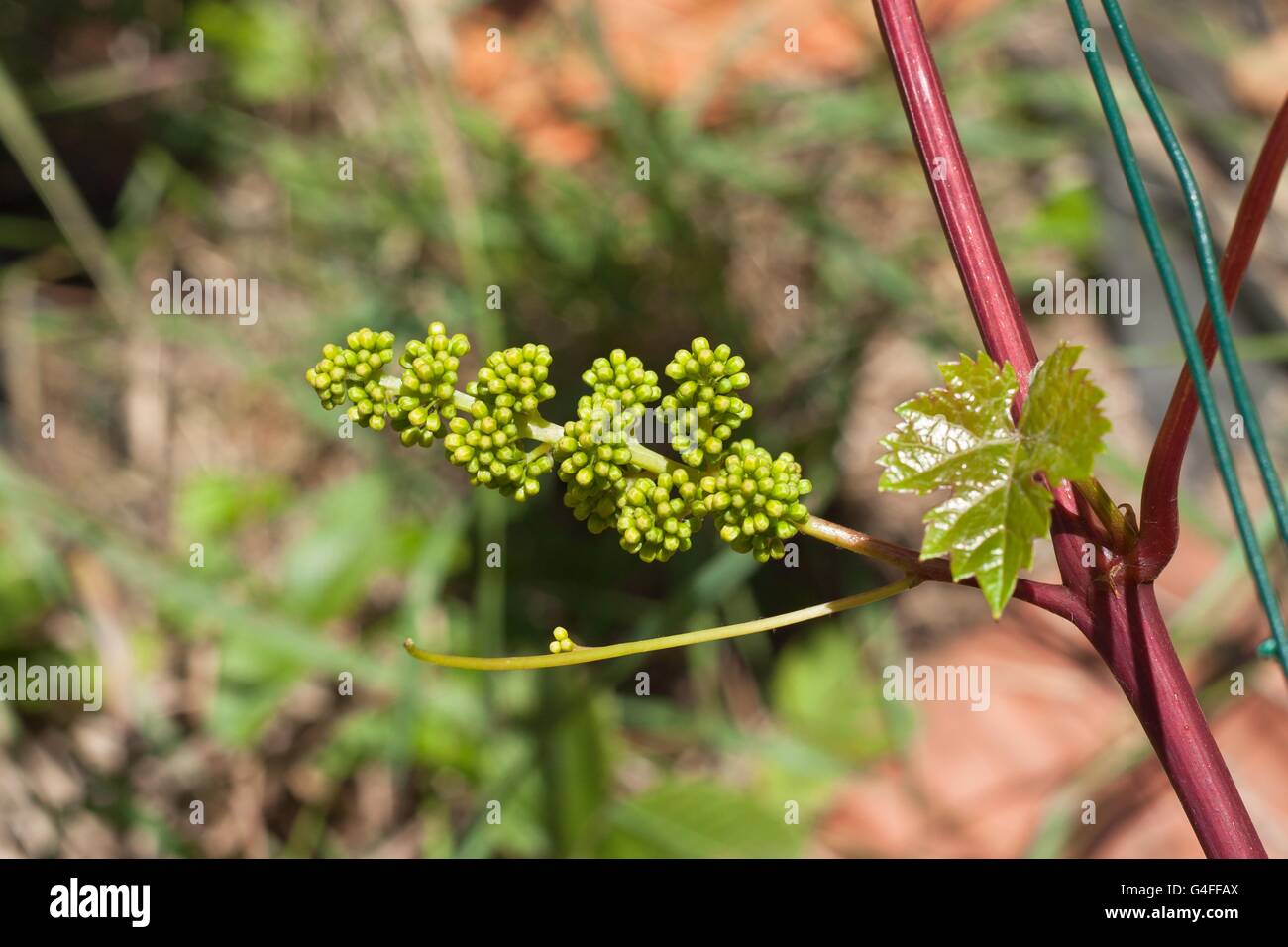 Young branch of grapes on the nature. Growing grapes in the vineyard ...