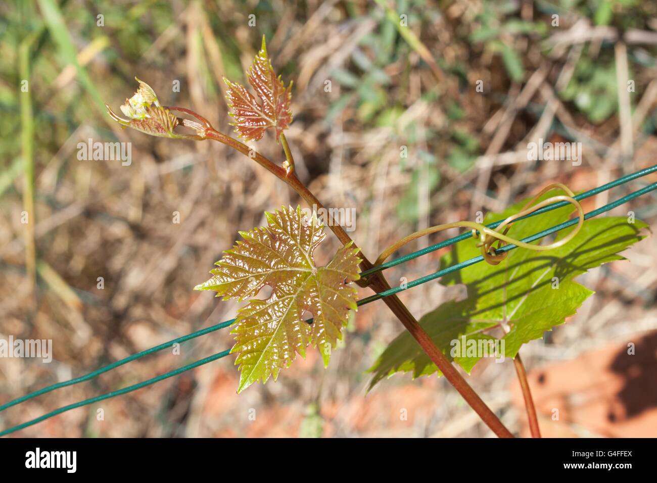 Young branch of grapes on the nature. Growing grapes in the vineyard ...