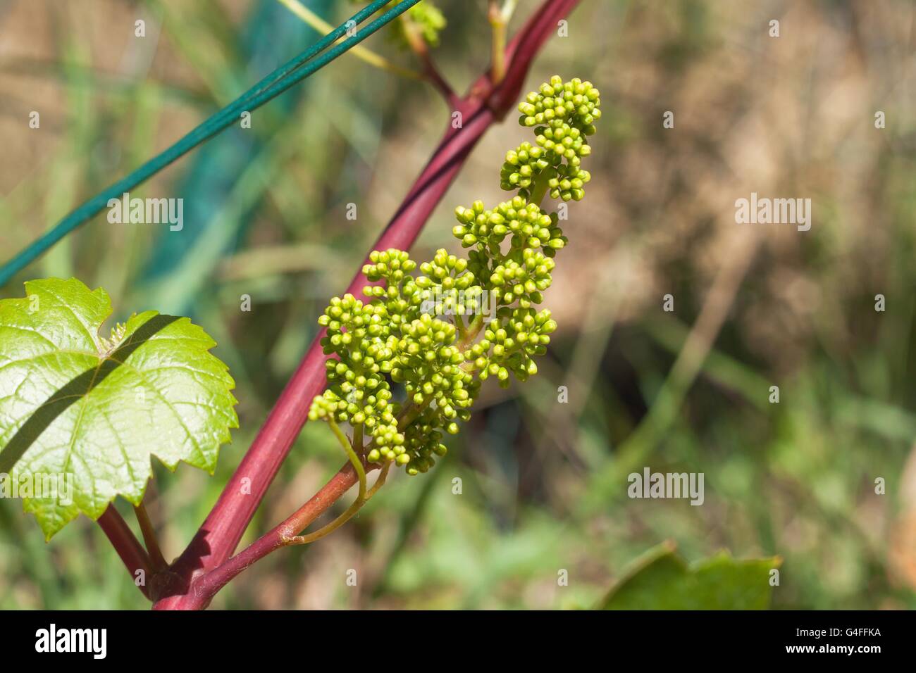 Young branch of grapes on the nature. Growing grapes in the vineyard ...