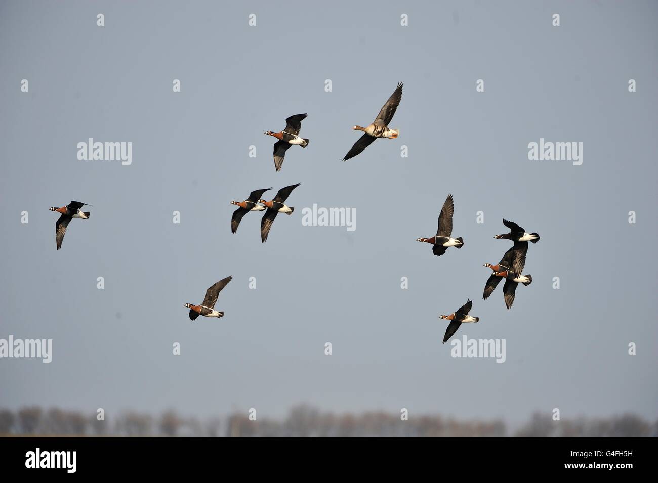 Red breasted goose flight hi-res stock photography and images - Alamy