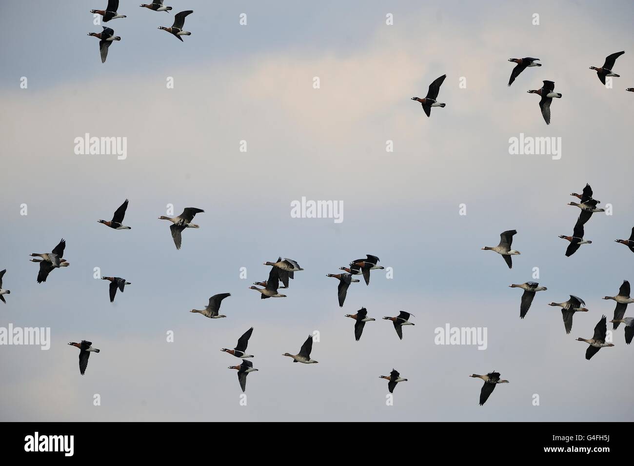 Red breasted goose flight hi-res stock photography and images - Alamy