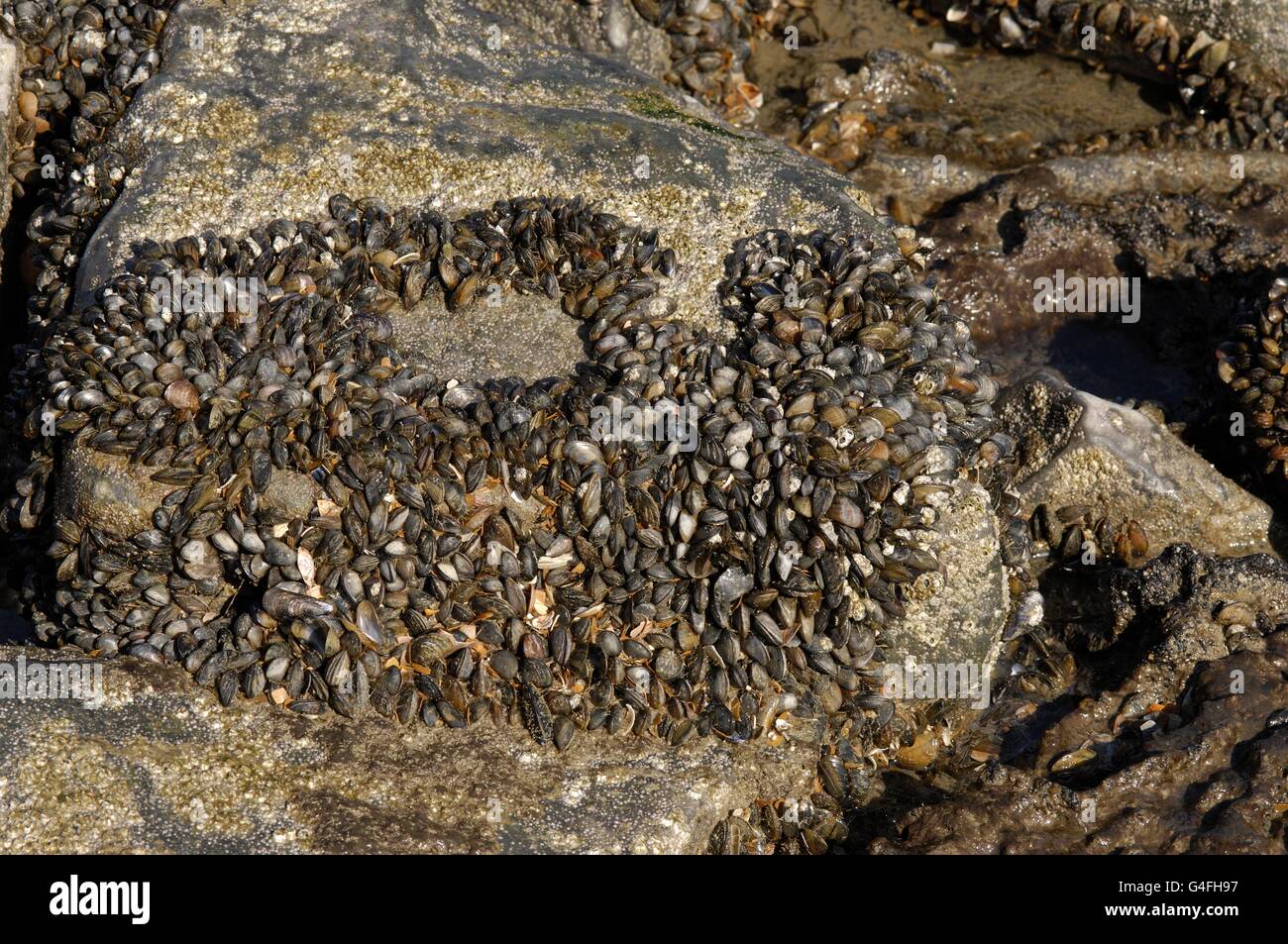 Common Mussel - Blue Mussel (Mytilus edulis) fixed on the stones of a ...