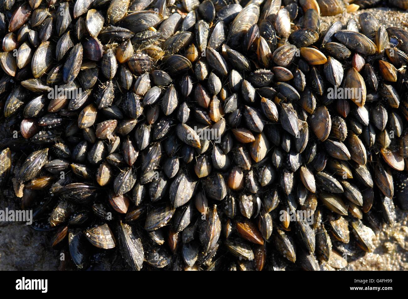Common Mussel - Blue Mussel (Mytilus edulis) fixed on the stones of a ...