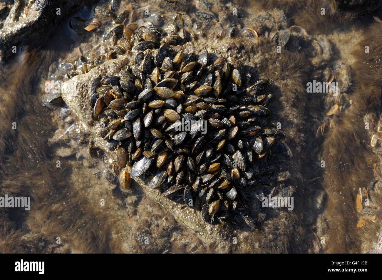 Common Mussel - Blue Mussel (Mytilus edulis) fixed on the stones of a ...