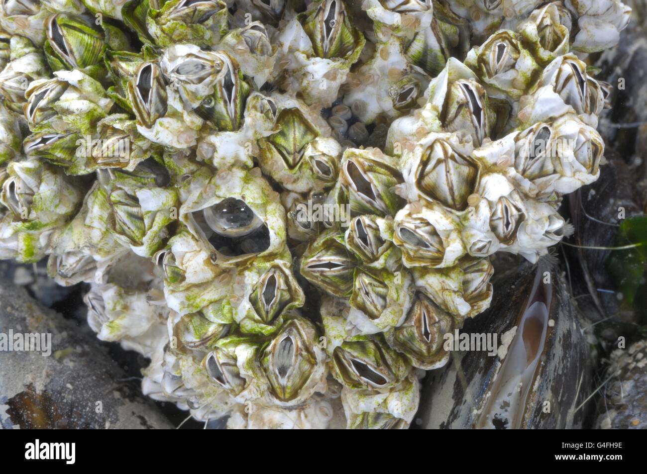 Barnacle (Balanus crenatus or Chthamalus stellatus) feeding on plankton ...