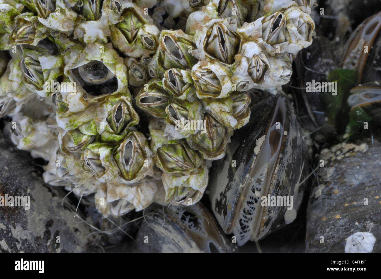 Chthamalus and balanus hi-res stock photography and images - Alamy