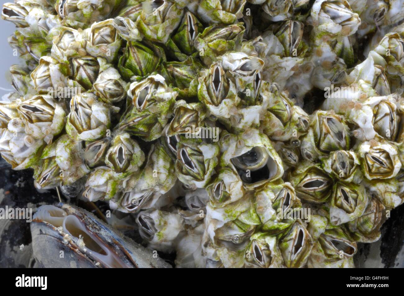 Barnacle (Balanus crenatus or Chthamalus stellatus) feeding on plankton ...