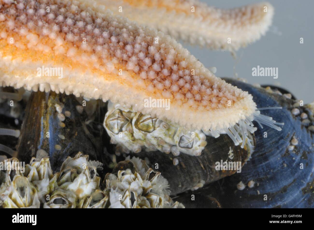 Common Starfish (Asterias rubens) trying to feed on Common Mussel ...