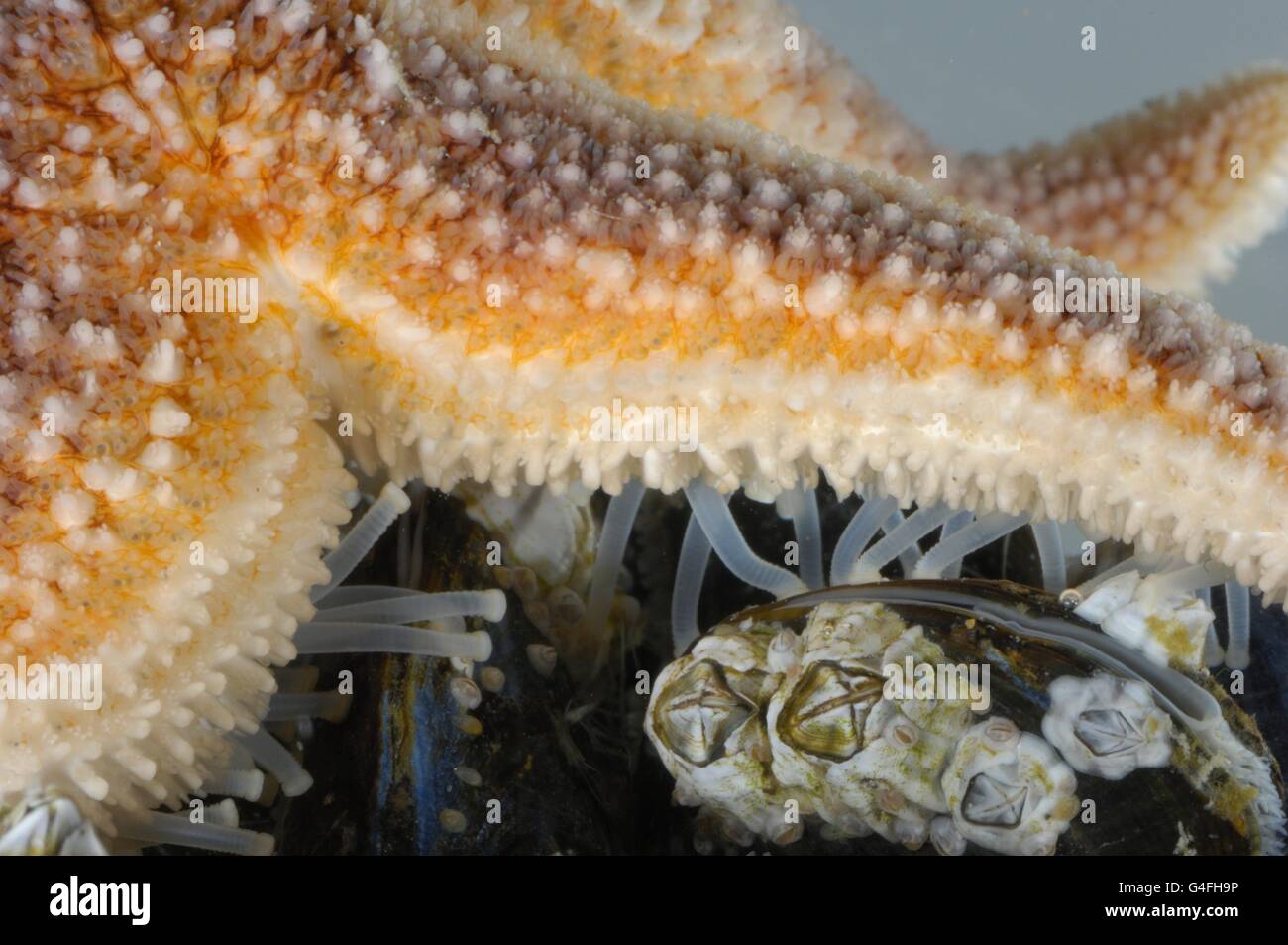 Common Starfish (Asterias rubens) trying to feed on Common Mussel ...
