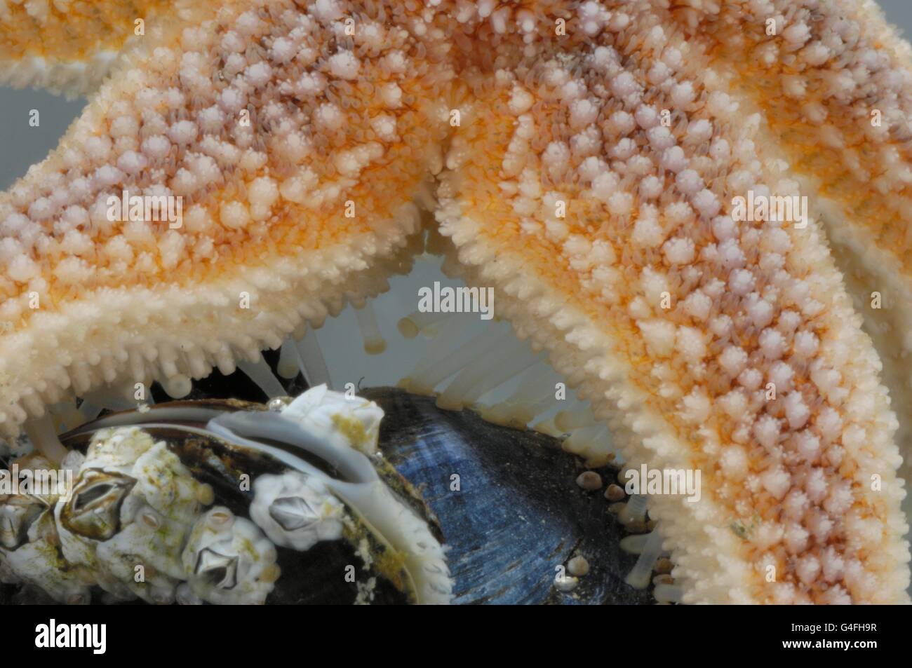 Starfish Eating Barnacle