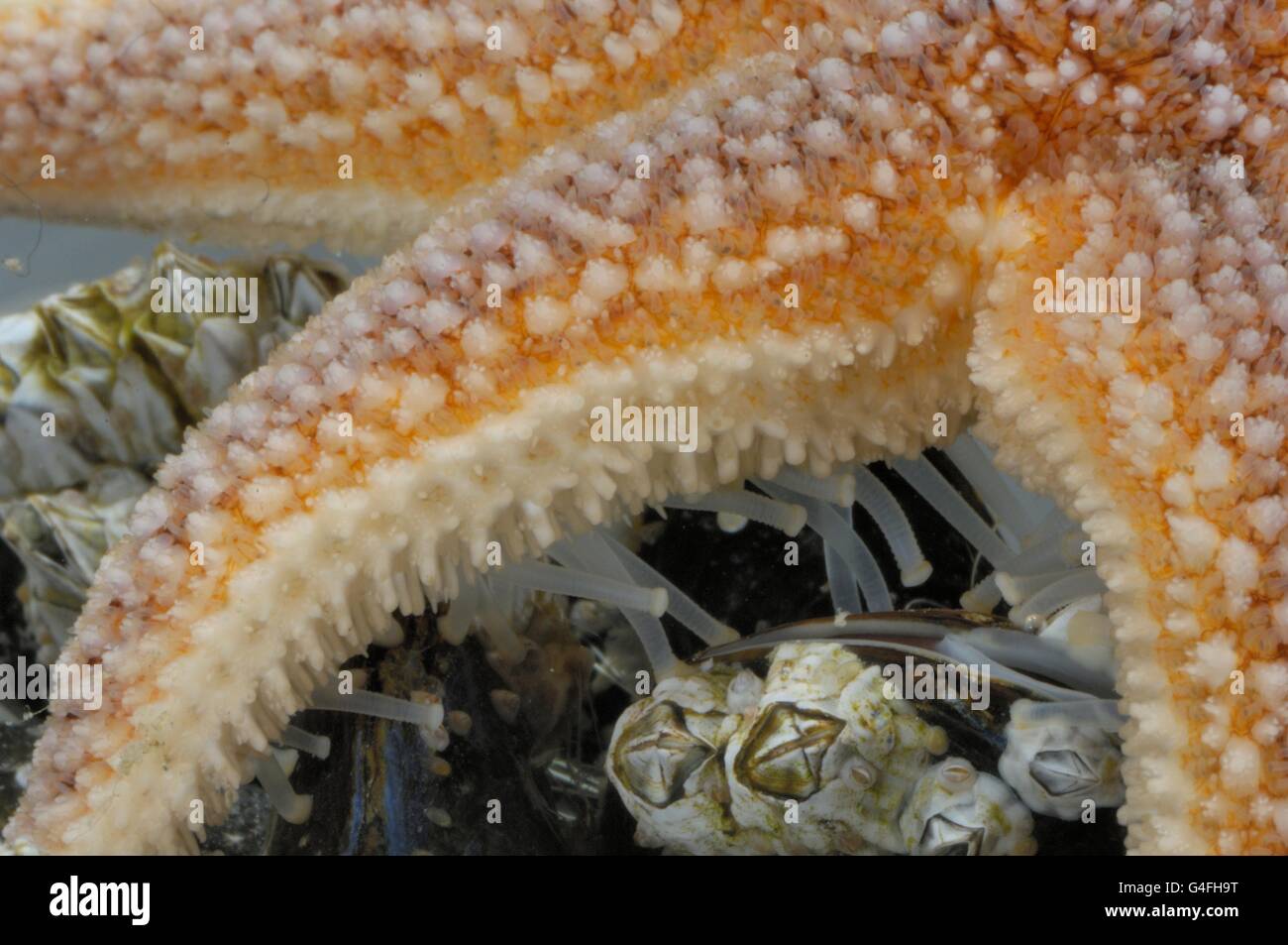 Starfish eating mussel hi-res stock photography and images - Alamy