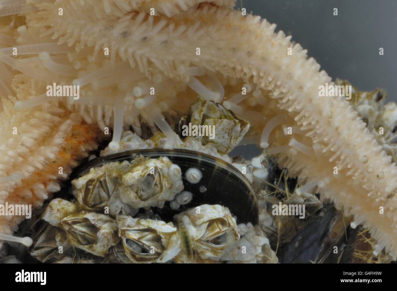 Barnacle plankton hi-res stock photography and images - Alamy