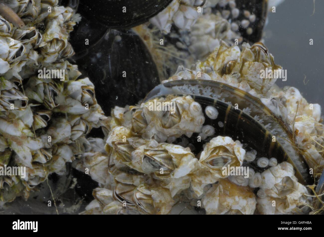 Barnacle (Balanus crenatus or Chthamalus stellatus) and Common Mussel ...