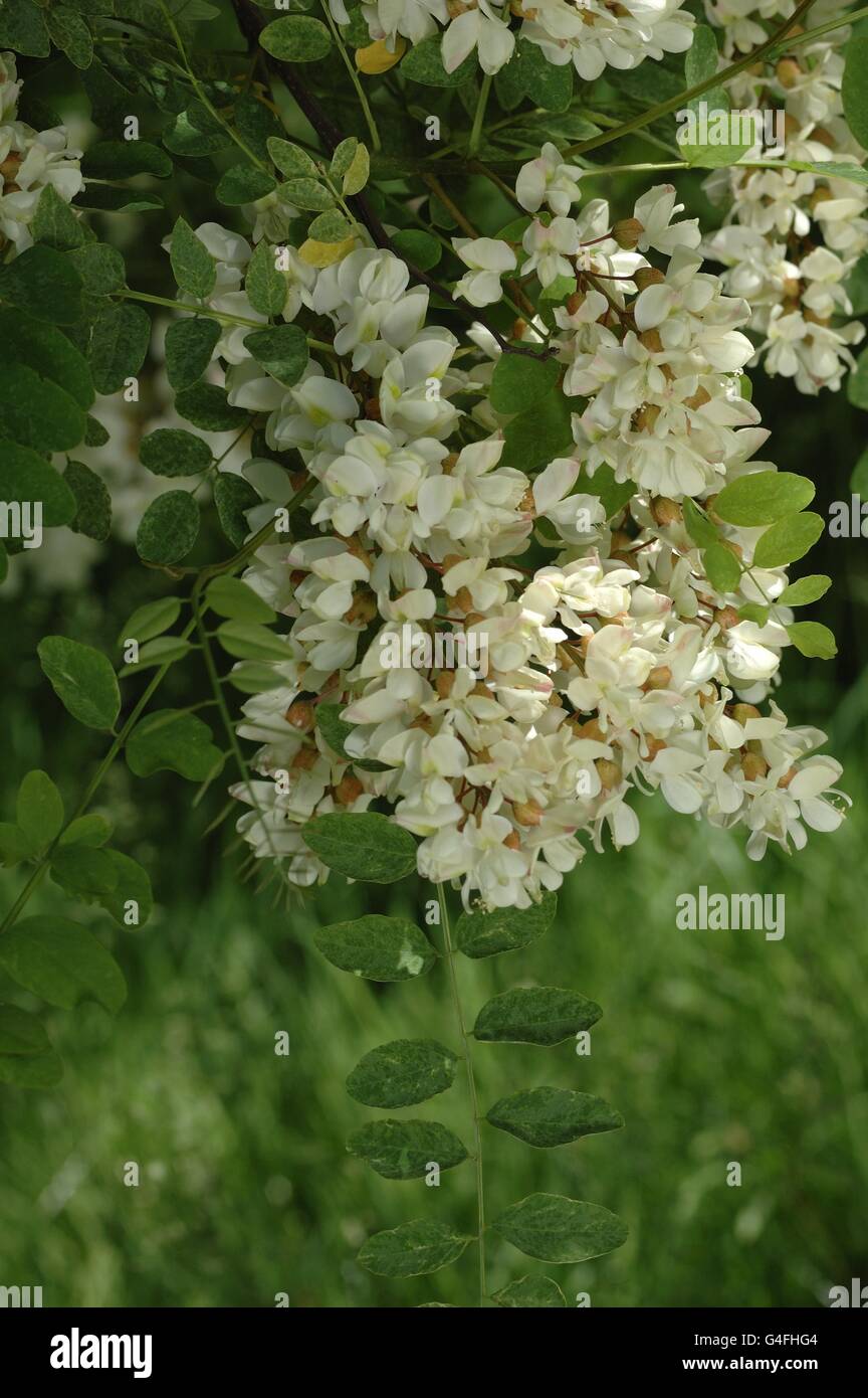 Black Locust - False Acacia (Robinia pseudacacia - Robinia pseudoacacia ...