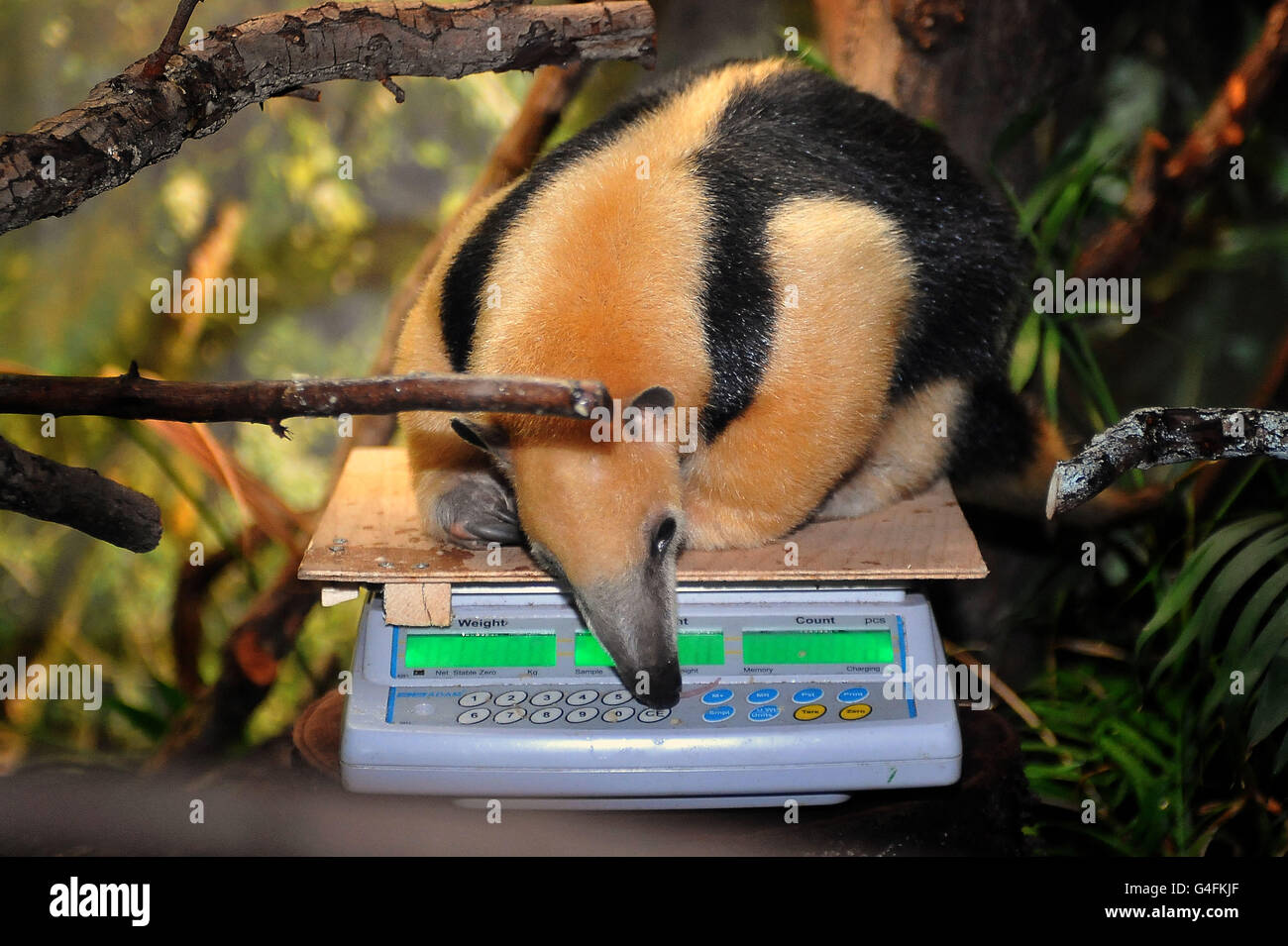 Animal weigh-in at London Zoo Stock Photo - Alamy