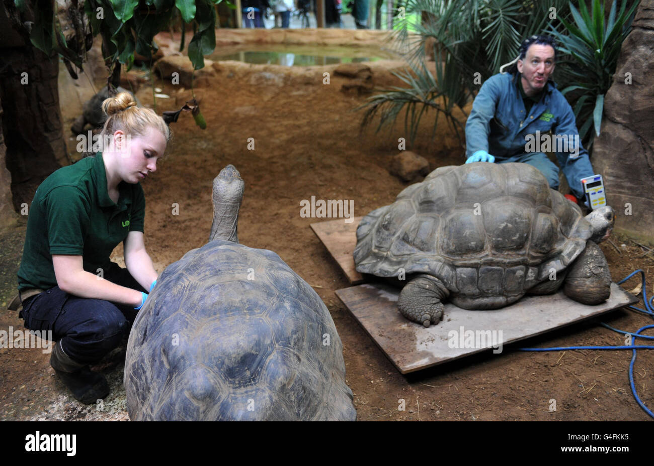 Giant tortoises measure hi-res stock photography and images - Alamy