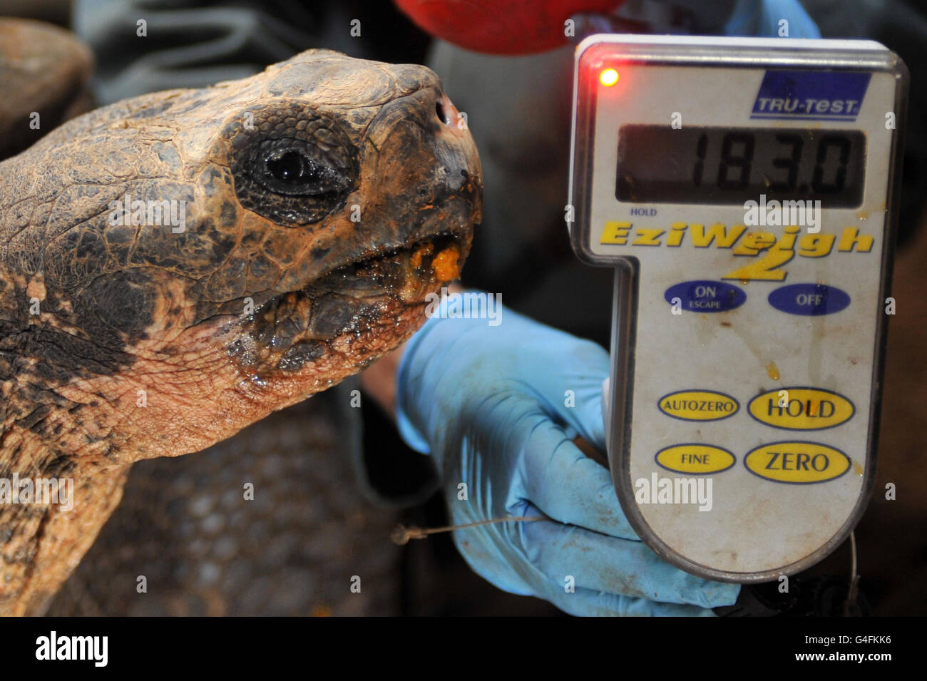 Animal weigh-in at London Zoo. Dirk the giant Galapagos tortoise is ...