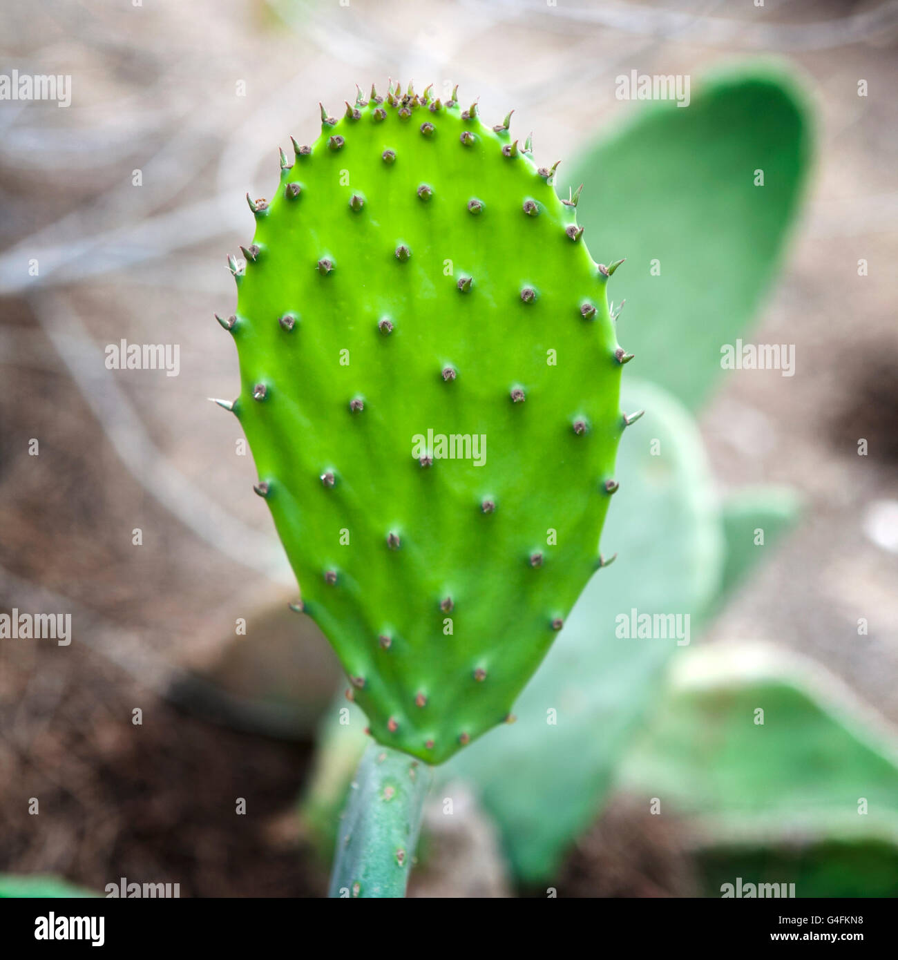 Sabra cactus green leaves Stock Photo - Alamy