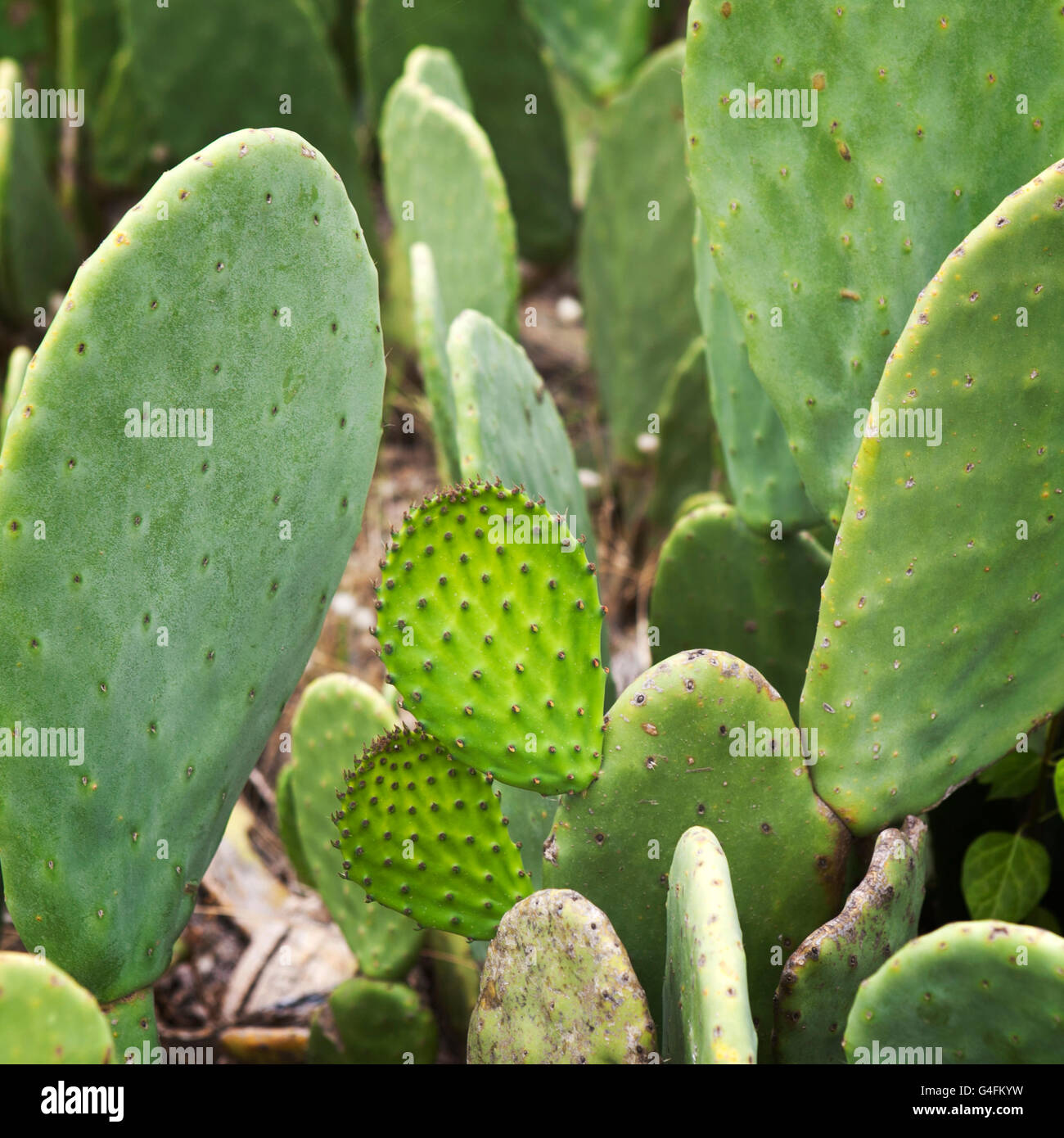 Sabra cactus green leaves Stock Photo - Alamy