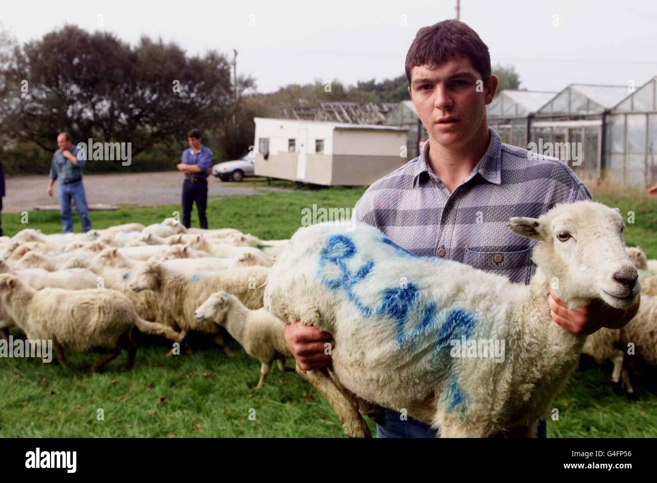 Welsh Sheep farmer Arron Hughes (18) holds one of the 400 sheep ...