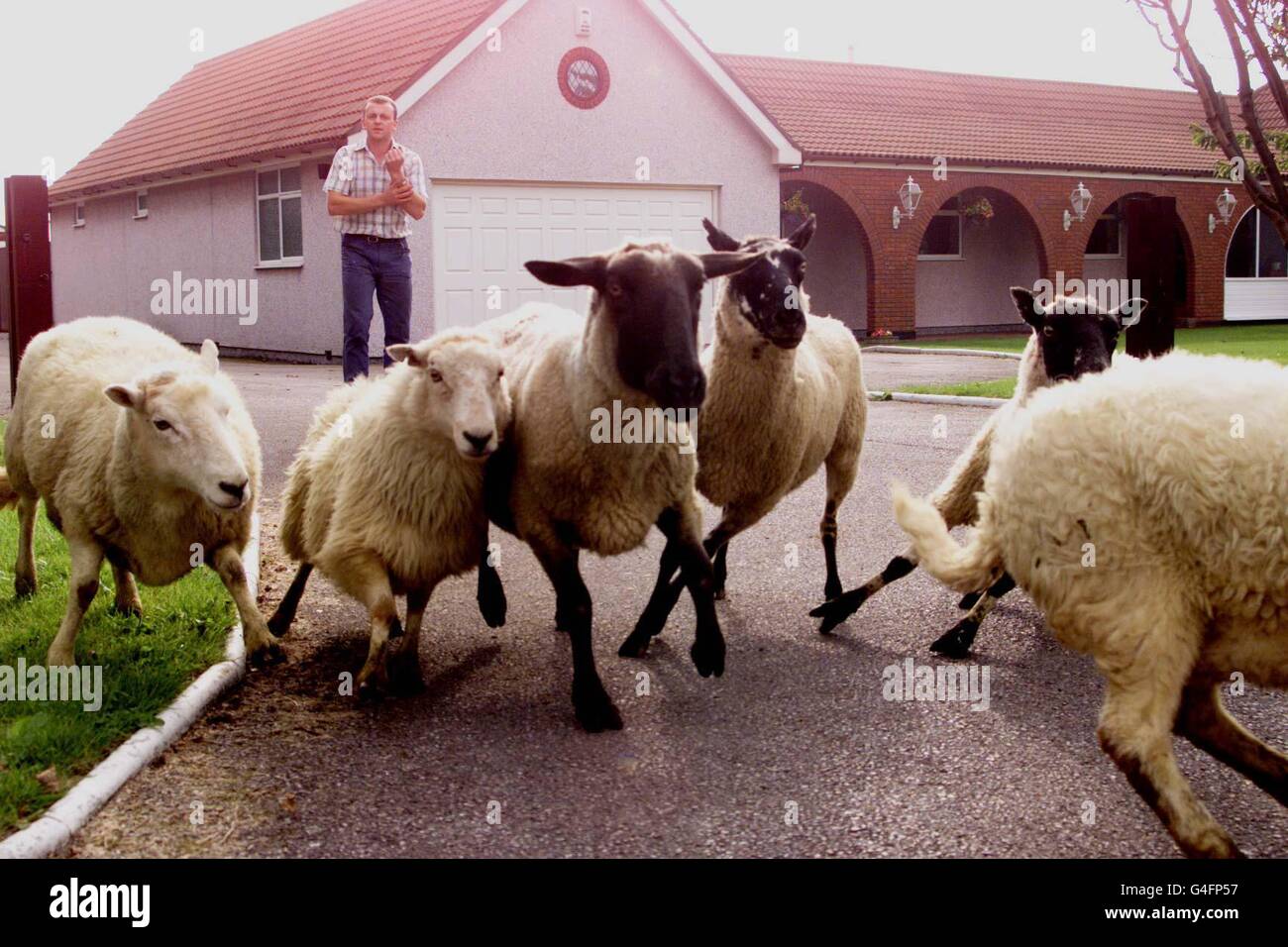 Blackpool sheep protest 2 Stock Photo - Alamy