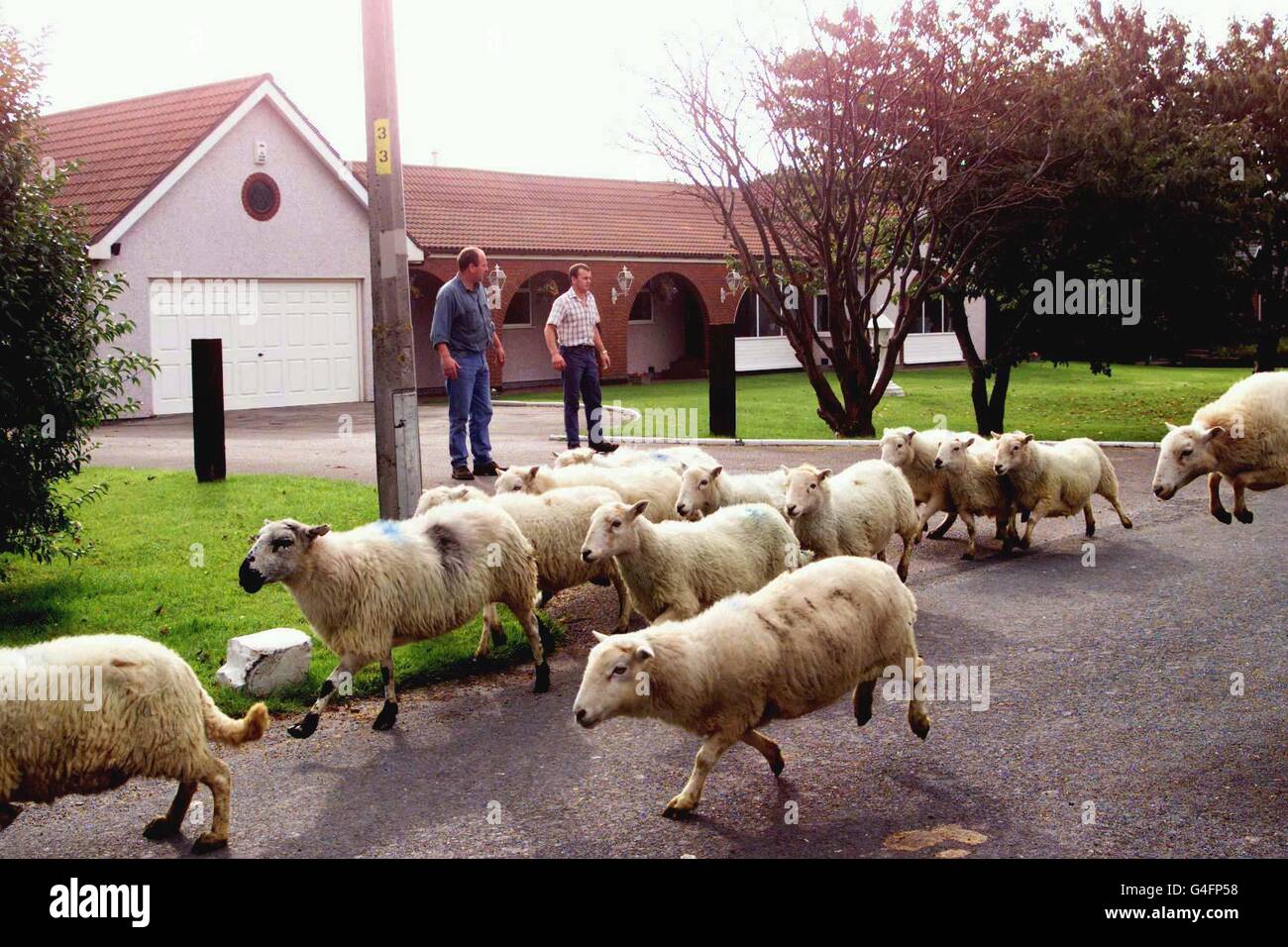 Welsh sheep farmers today (Monday) released 400 sheep near Blackpool ...