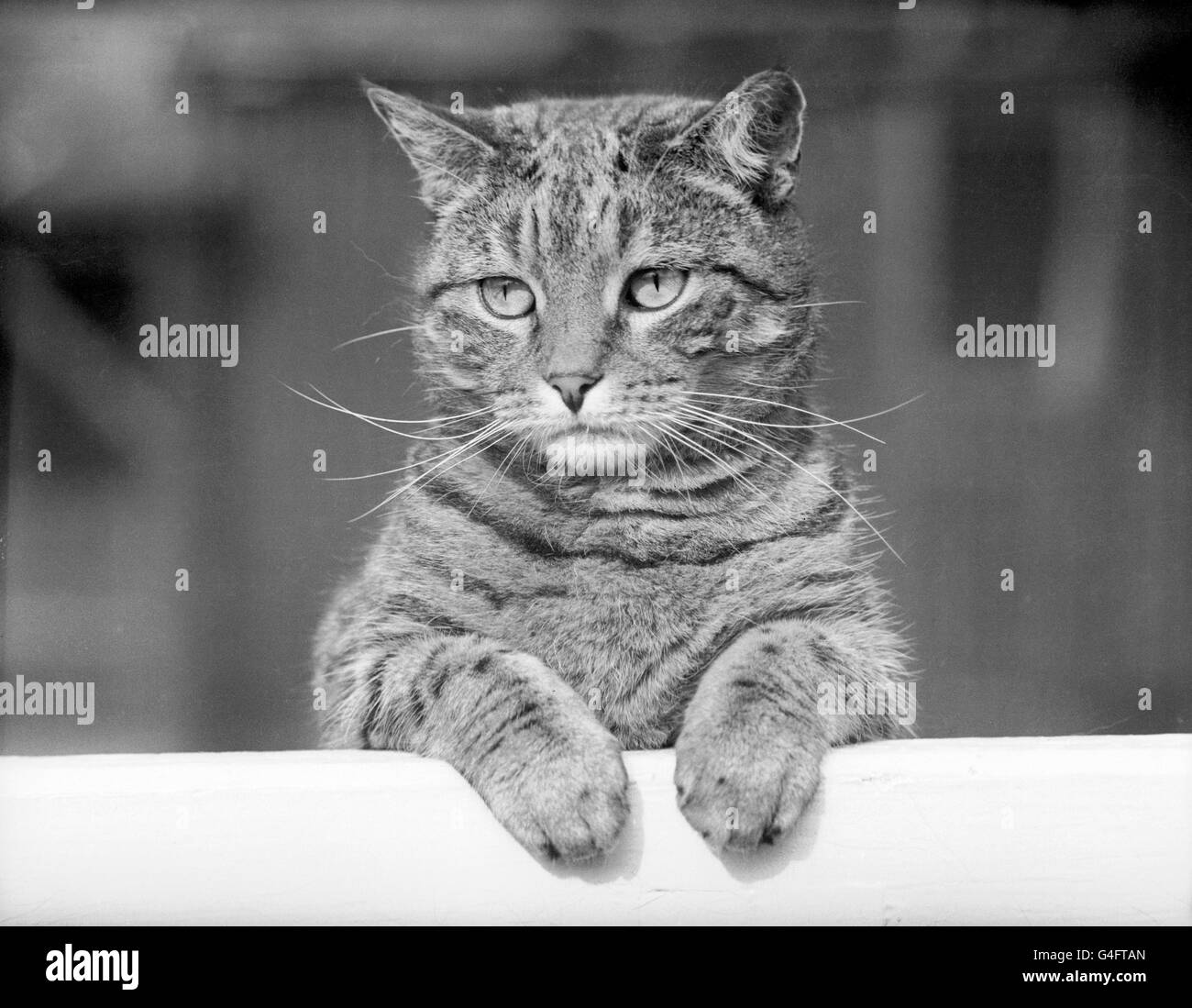 Corner animals hi-res stock photography and images - Alamy