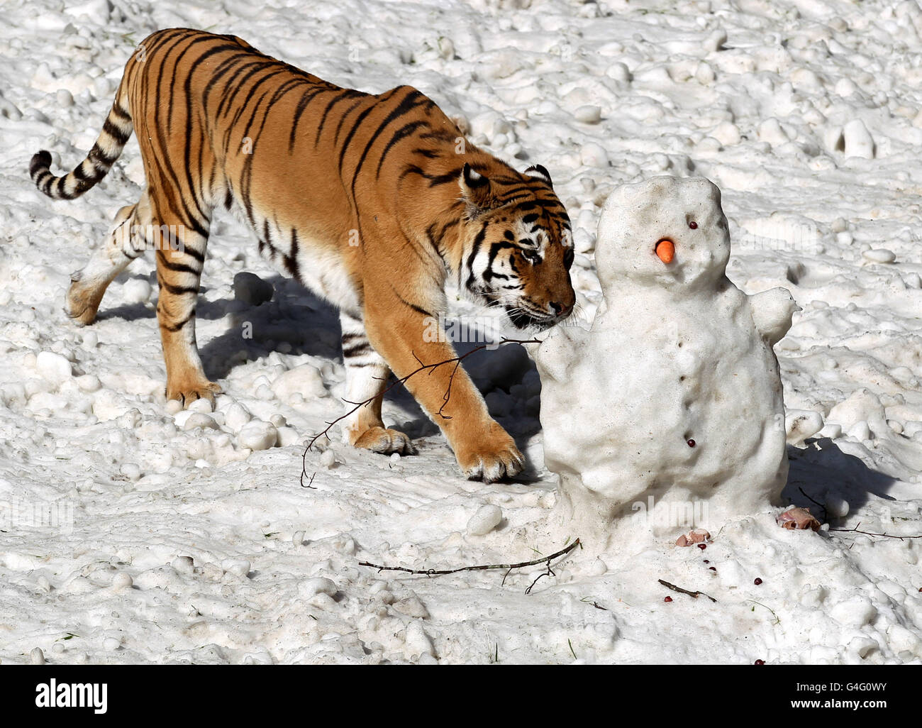 Siberian tiger Genghis takes as closer look at a snowman made by staff ...