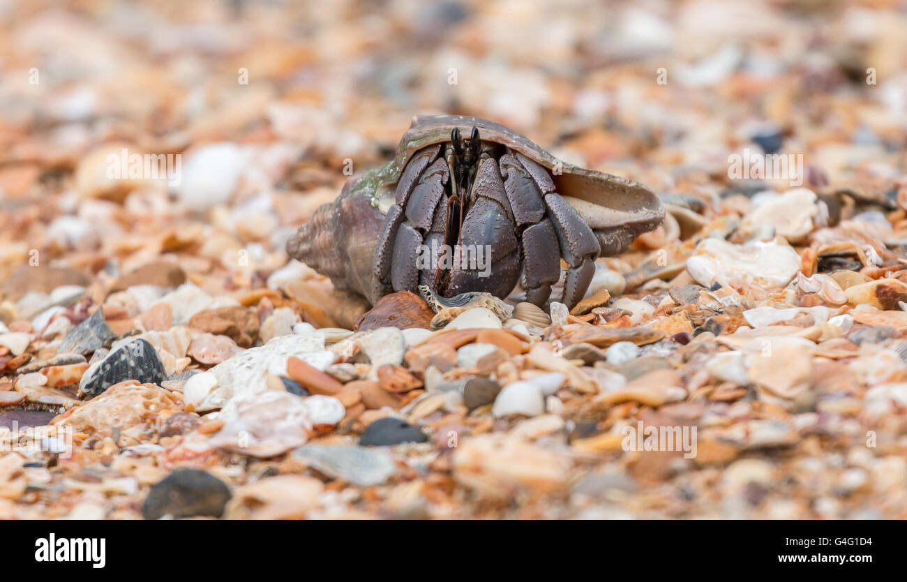 Hermit crab macro in Bako National Park, Sarawak, Borneo Stock Photo ...