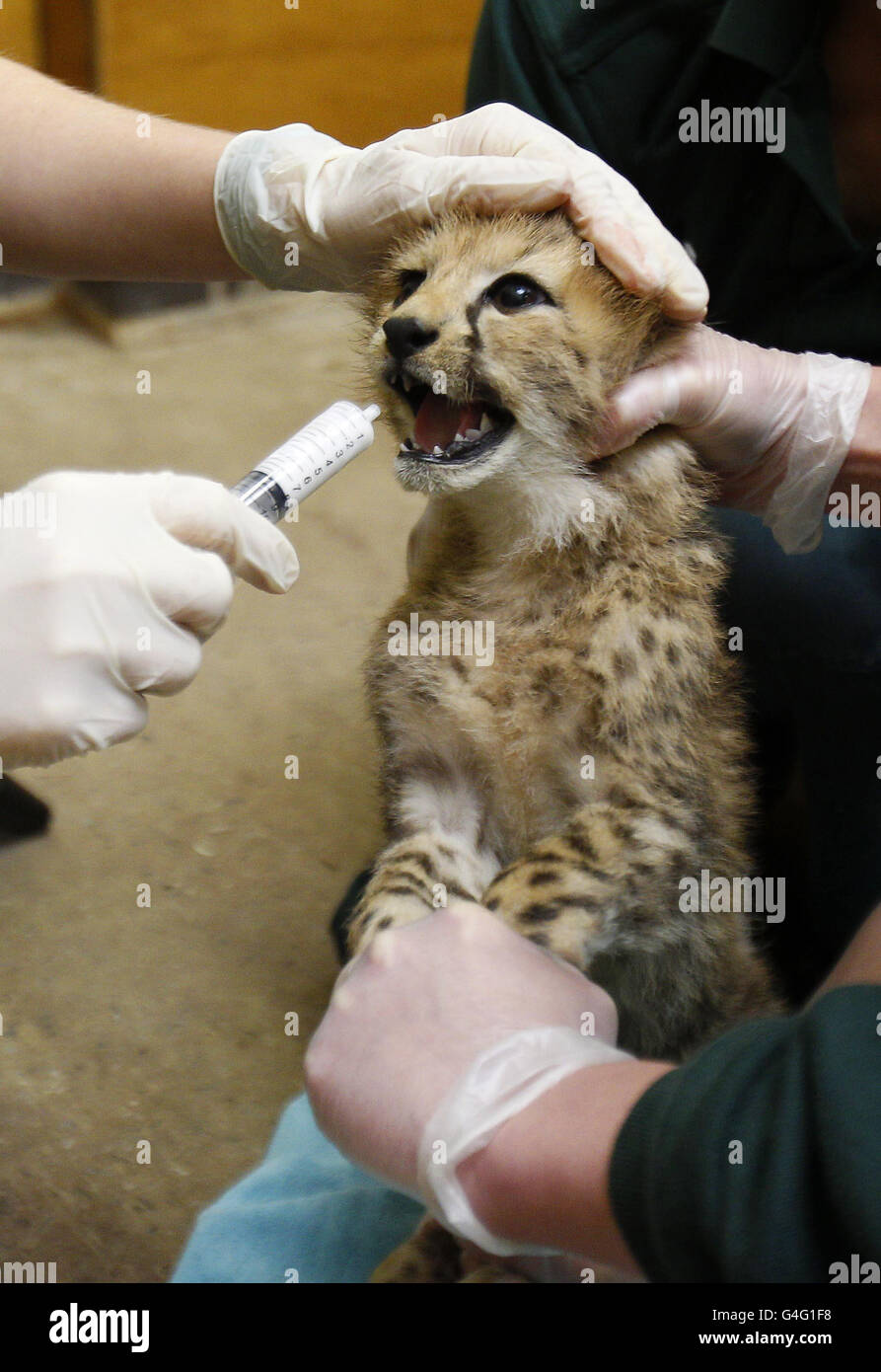 Baby cheetah's at Chester Zoo Stock Photo - Alamy