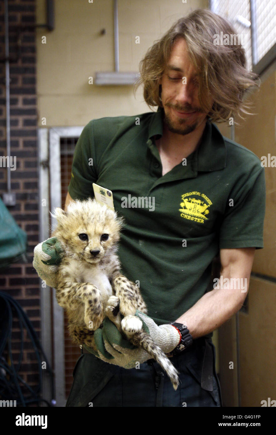 Baby cheetah's at Chester Zoo Stock Photo - Alamy