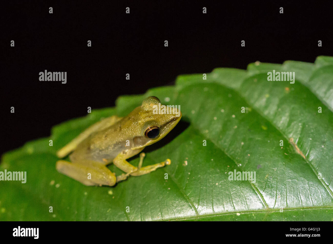 White-lipped frog (Hylarana raniceps), Bako National Park, Sarawak ...