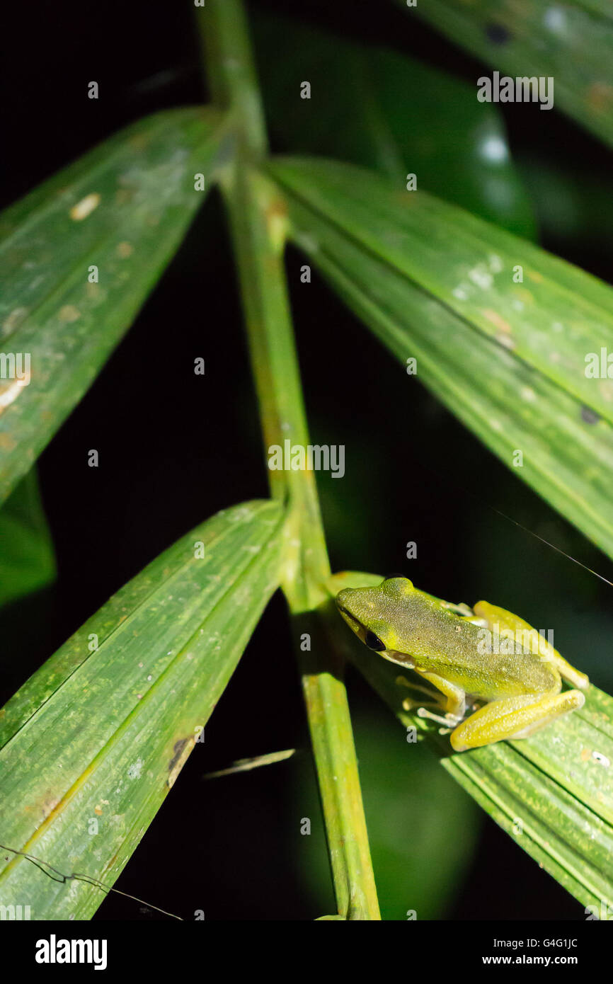White Lipped Frog Hylarana Raniceps High Resolution Stock Photography ...