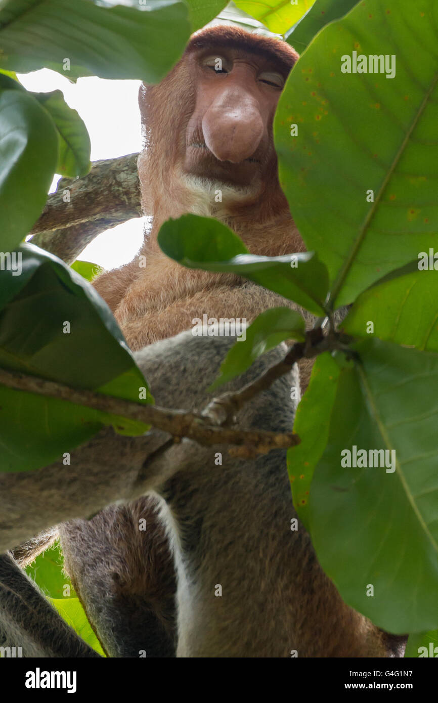 Proboscis monkey in the rainforest in bako national park hi-res stock ...